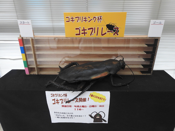 We visit Tokuyama’s Cockroach Fest to take on the “Cockroach Encounter ...