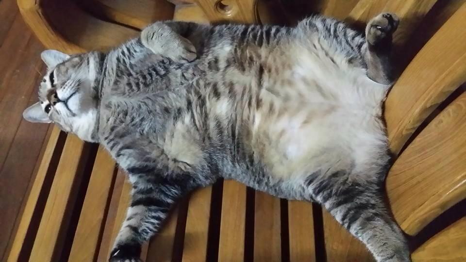 Japanese cat wows the internet with an insatiable hunger for vegetables ...