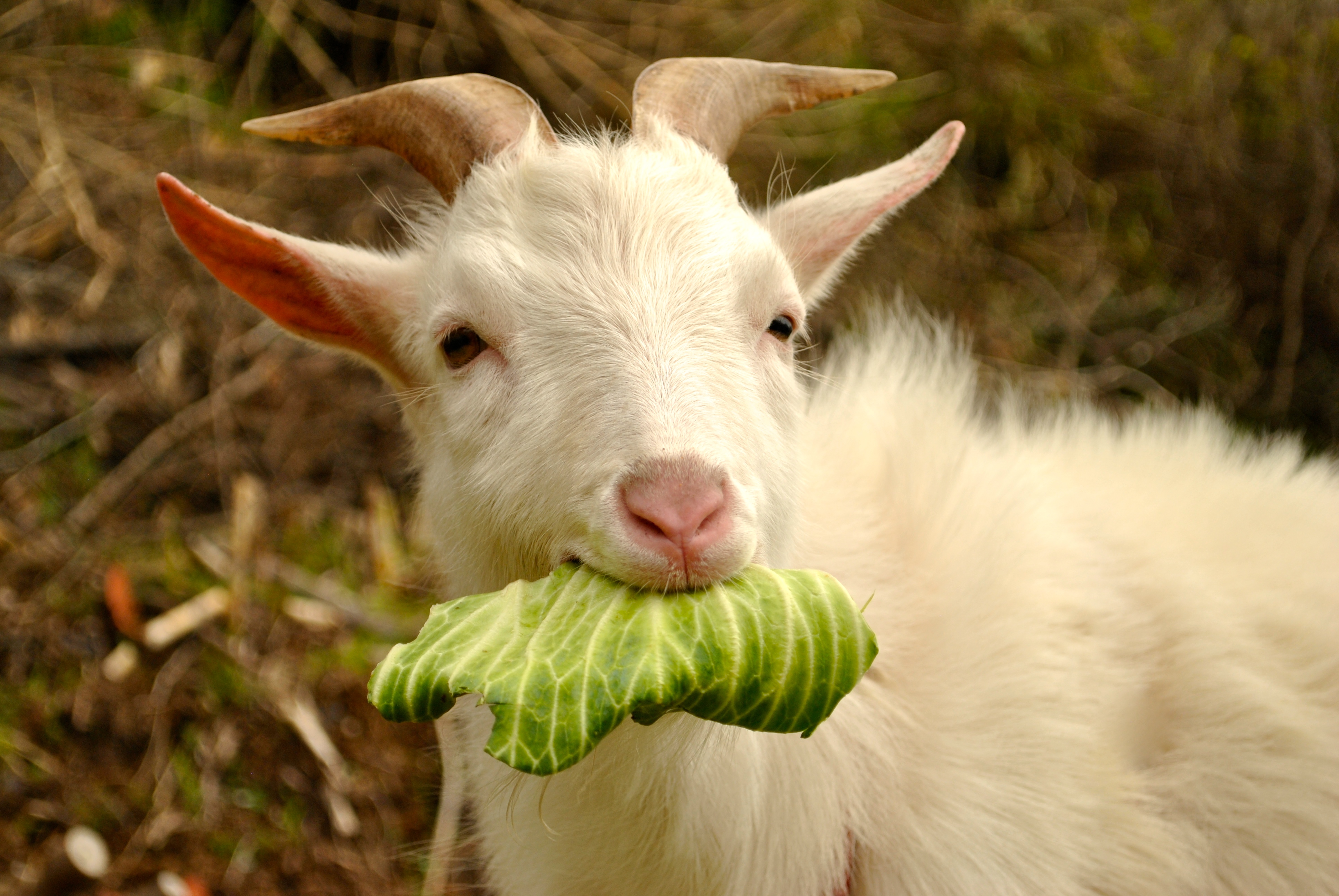 10 vegetarian foods you can order at almost any Japanese restaurant ...
