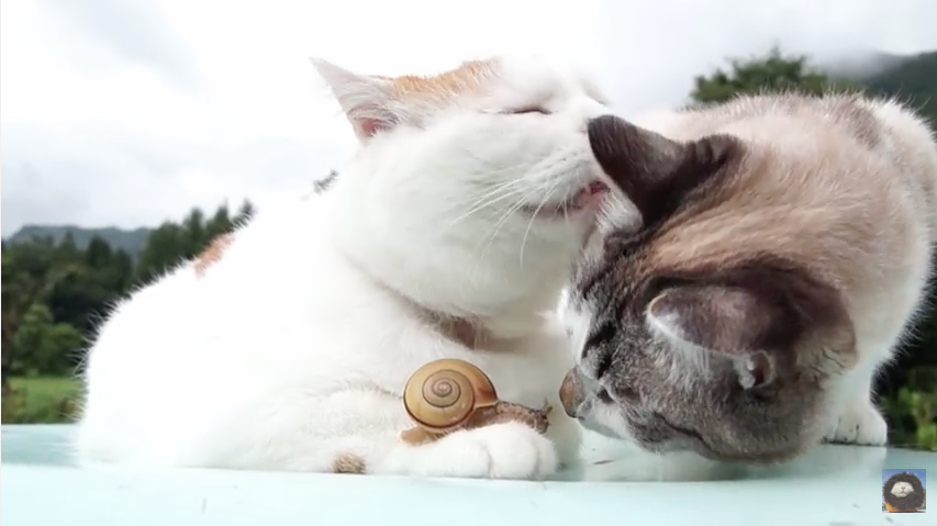 Video of Japanese cats relaxing with chill snail friend will make you ...