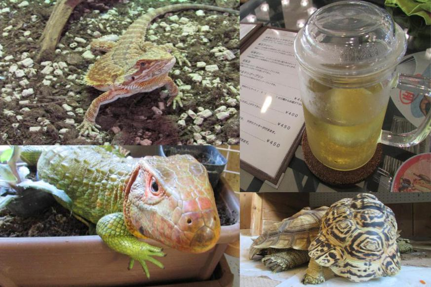Tired of cat cafes? It turns out Japan has reptile cafes too ...