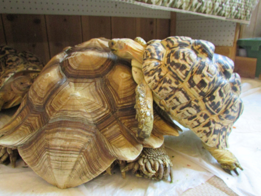 Tired of cat cafes? It turns out Japan has reptile cafes too ...