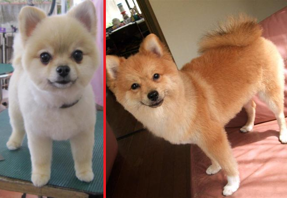 Twitter sympathizes with shivering Shiba Inu during a Tokyo ...