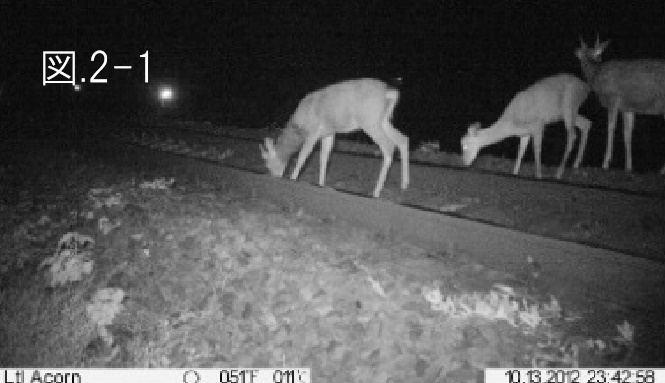 Why deer are drawn to train tracks, and how Japan is solving the ...