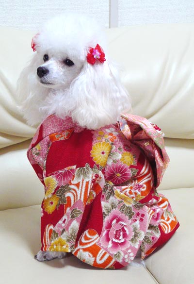 Celebrate the New Year with kimono dogs! | SoraNews24 -Japan News-