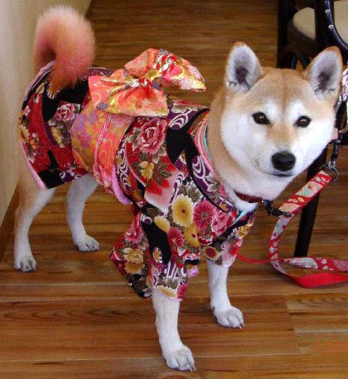 Celebrate the New Year with kimono dogs! | SoraNews24 —Japan News—