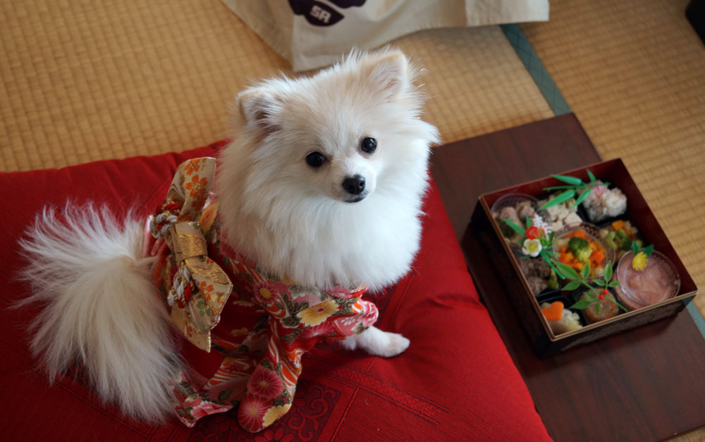 Celebrate the New Year with kimono dogs! | SoraNews24 -Japan News-