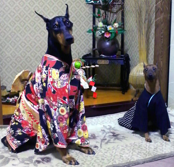 Celebrate the New Year with kimono dogs! | SoraNews24 -Japan News-