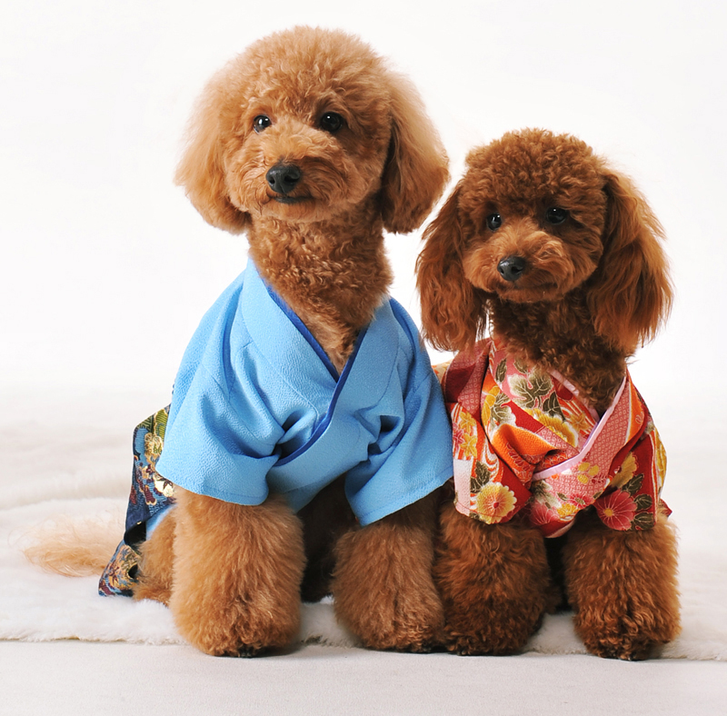 Celebrate the New Year with kimono dogs! | SoraNews24 —Japan News—