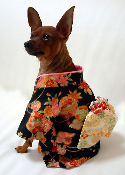 Celebrate the New Year with kimono dogs! | SoraNews24 —Japan News—