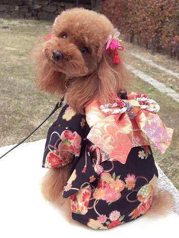 Celebrate the New Year with kimono dogs! | SoraNews24 -Japan News-