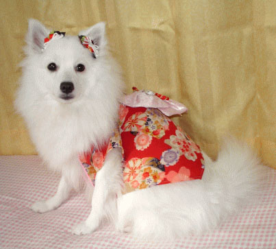Celebrate the New Year with kimono dogs! | SoraNews24 -Japan News-