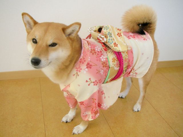 Celebrate the New Year with kimono dogs! | SoraNews24 -Japan News-