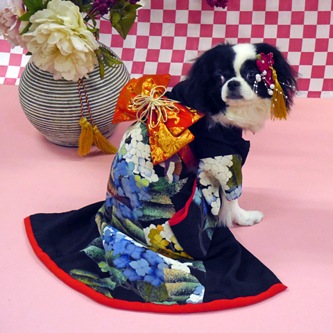 Celebrate the New Year with kimono dogs! | SoraNews24 —Japan News—