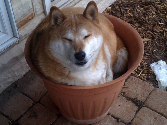 Adorable Japanese Shiba Inu dog looks like he’s trying out for a part ...