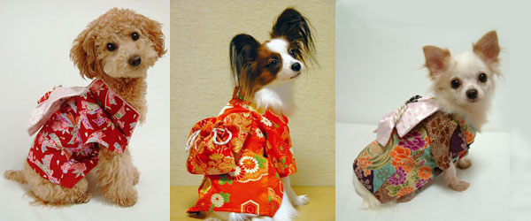 Celebrate the New Year with kimono dogs! | SoraNews24 -Japan News-