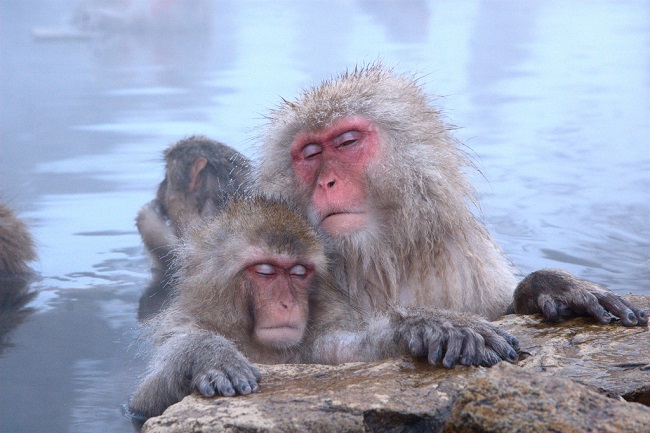 Japan Post continues the New Year’s stamp tradition with cute Year of ...