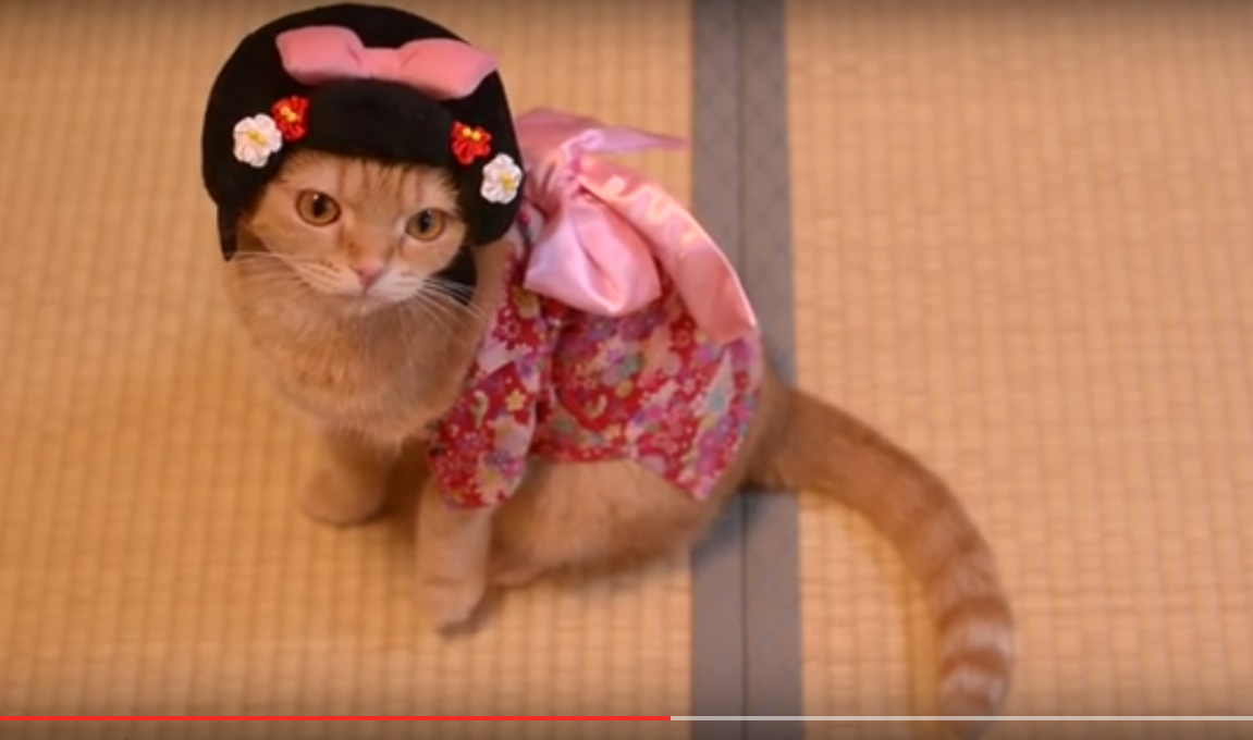10 Cats have a fancy dinner with salad and kimonos【Video】 | SoraNews24 ...