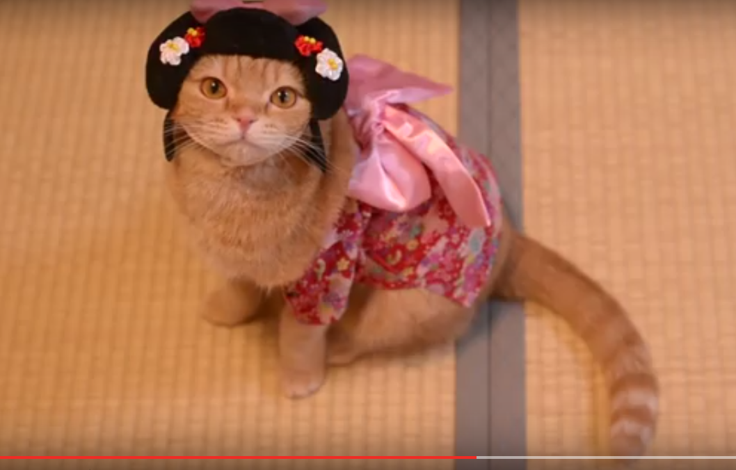 10 Cats have a fancy dinner with salad and kimonos【Video】 | SoraNews24 ...