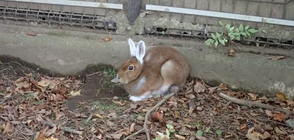 Japan has rabbits that cosplay each fall…as other rabbits?!? 【Photos ...