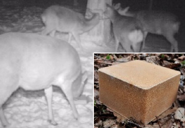 Why deer are drawn to train tracks, and how Japan is solving the ...