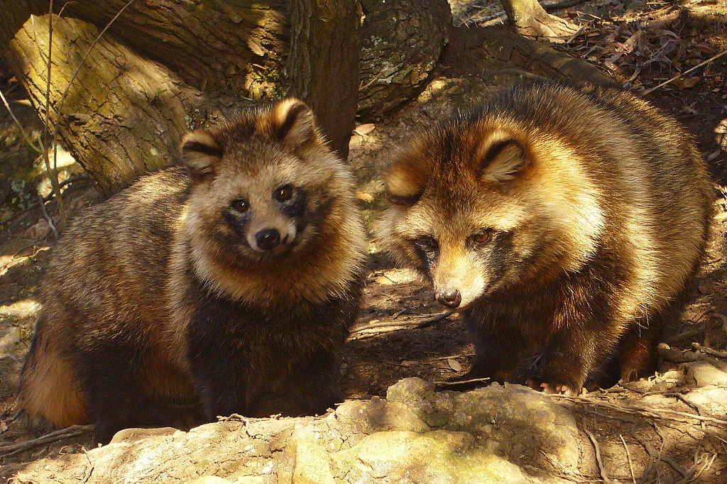 Big, drunk and furry—Everything you need to know about tanuki (plus a ...