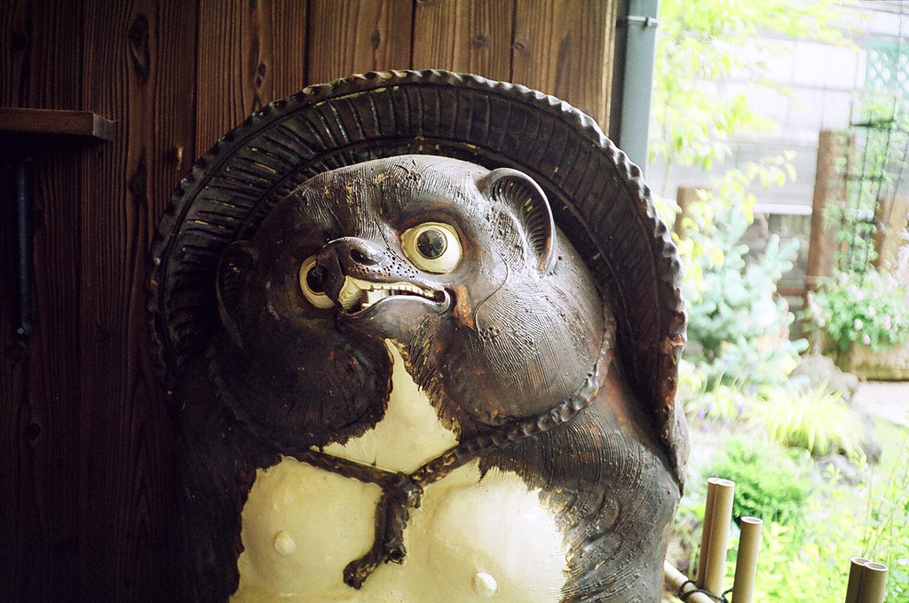 Big, drunk and furry—Everything you need to know about tanuki (plus a ...