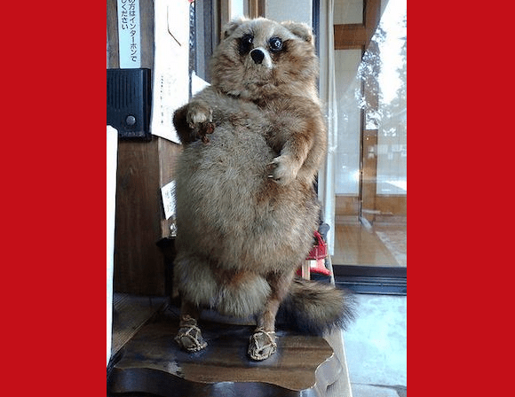 Tanuki teamwork! Japanese raccoon dogs’ cuddly communal nap is too cute ...