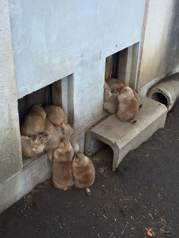 Adorable prairie dog traffic jam wins the hearts of Japanese Twitter ...
