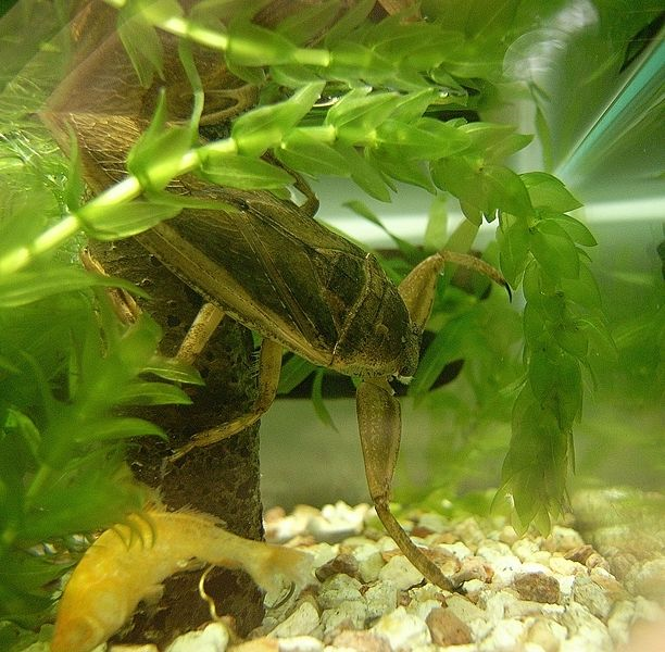 Wasp and mealworm sushi on the (unusual) menu at the Tokyo Bug-Eating ...