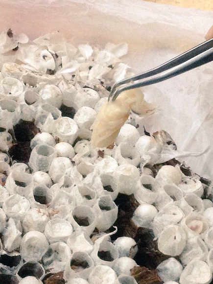 Wasp and mealworm sushi on the (unusual) menu at the Tokyo Bug-Eating ...