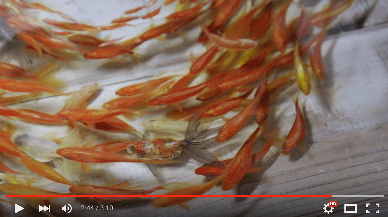 Here’s an important message about macho goldfish from university ...