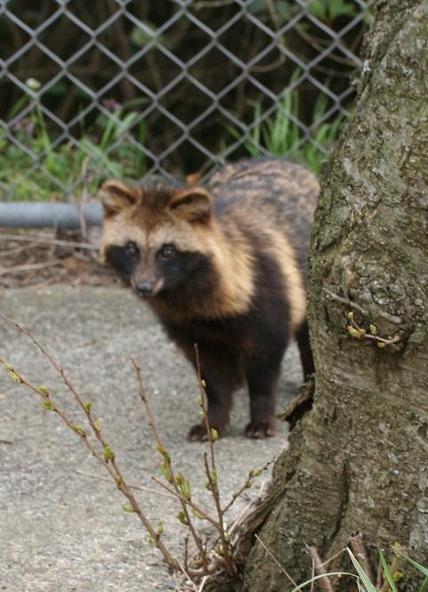 Big, drunk and furry—Everything you need to know about tanuki (plus a ...