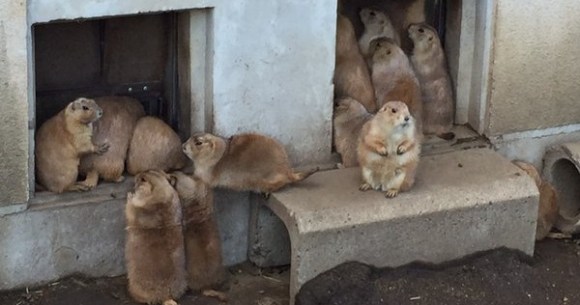 Adorable prairie dog traffic jam wins the hearts of Japanese Twitter ...