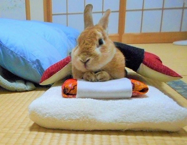 The real My Melody? Twitter user knits tiny hat for kotatsu, futon ...