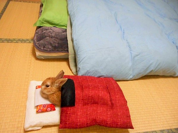 The real My Melody? Twitter user knits tiny hat for kotatsu, futon ...