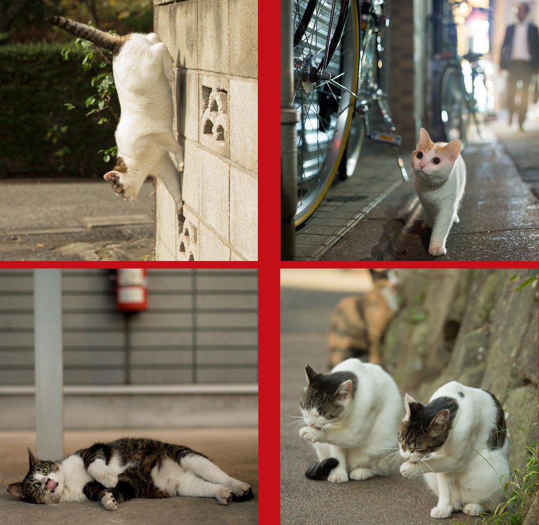 Japanese photographer captures cats at their most athletic, adorable ...