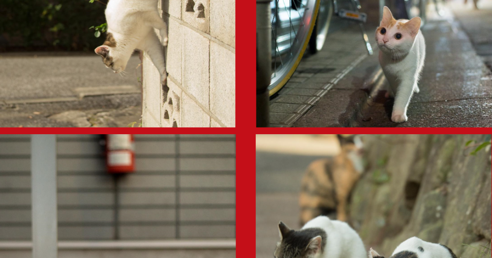 Japanese photographer captures cats at their most athletic, adorable ...