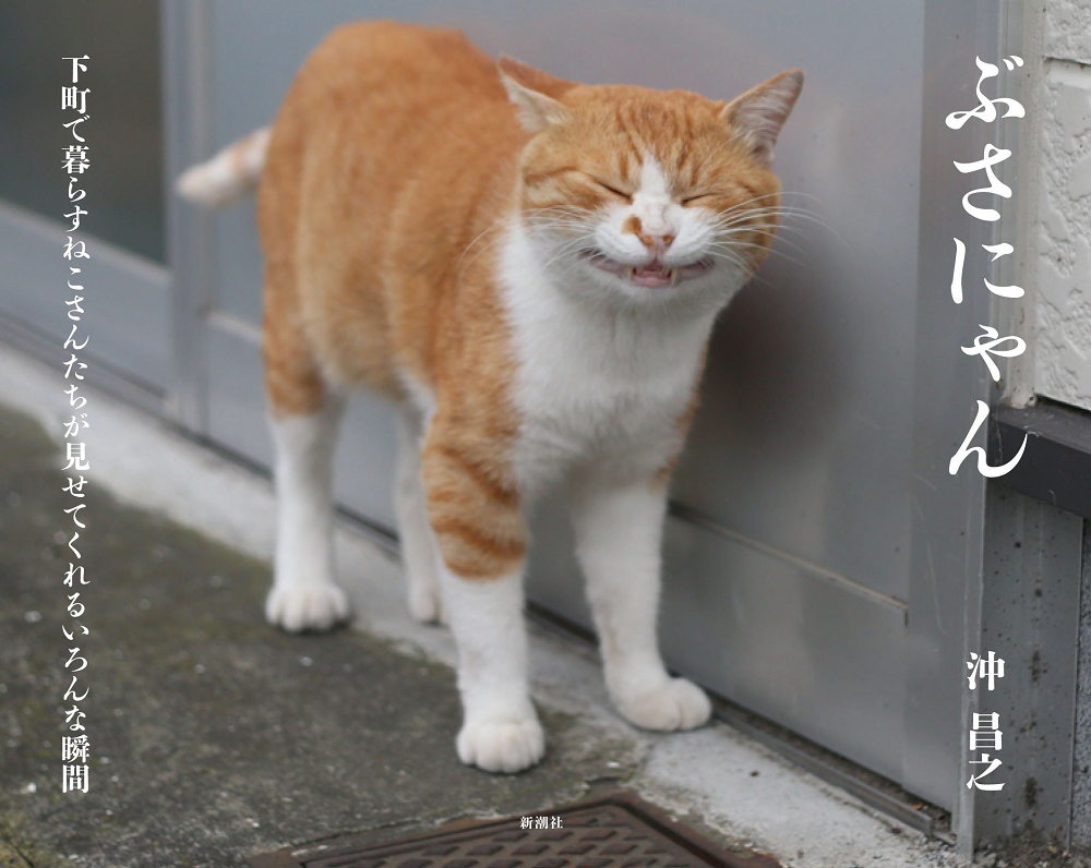 Japanese photographer captures cats at their most athletic, adorable ...