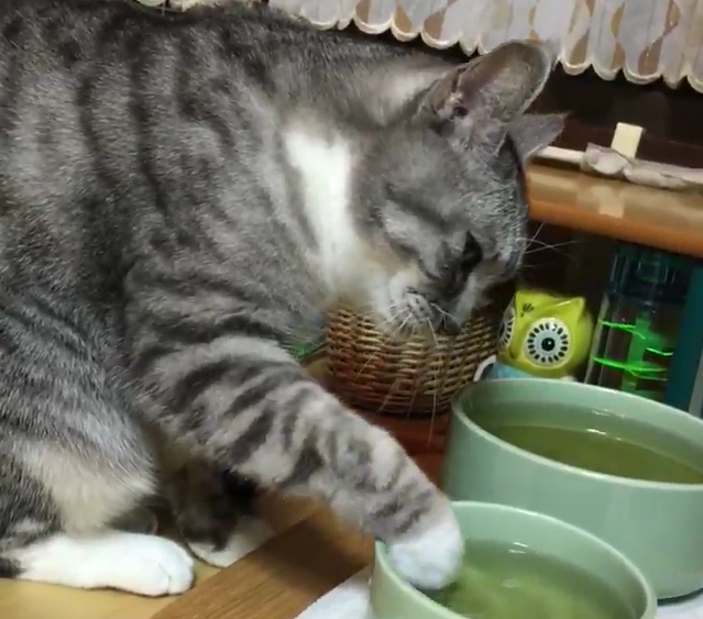 Video of cute Japanese cat drinking “green tea” is so classy it has us ...