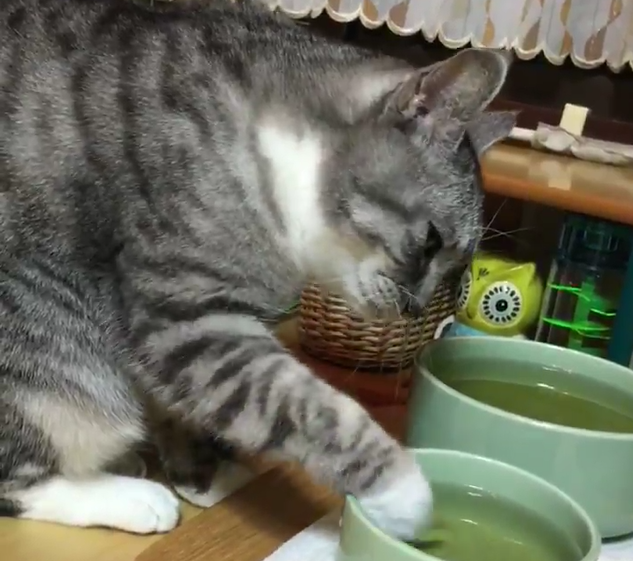 Video of cute Japanese cat drinking “green tea” is so classy it has us ...