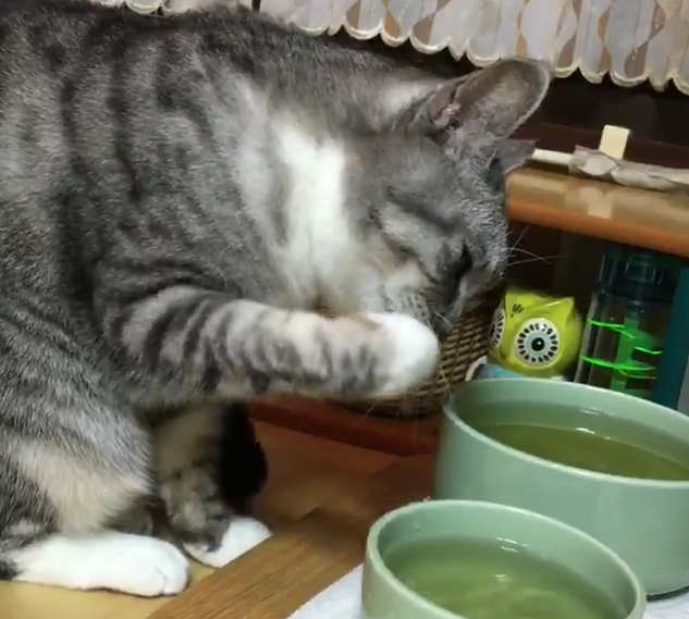 Video of cute Japanese cat drinking “green tea” is so classy it has us ...