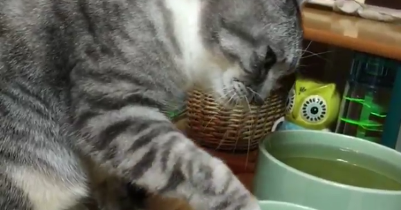 Video of cute Japanese cat drinking “green tea” is so classy it has us ...