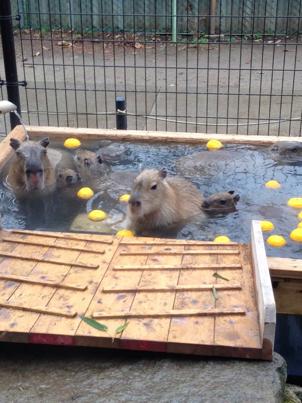 Capybara across Japan ward off the sniffles by bathing with yuzu ...