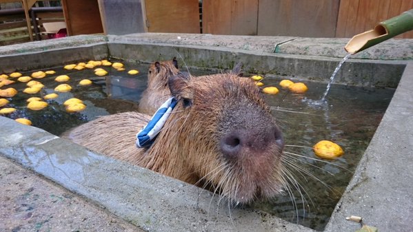 Capybara across Japan ward off the sniffles by bathing with yuzu ...