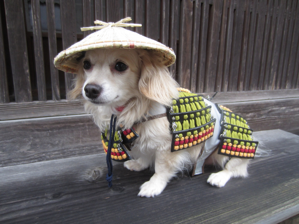 Need a set of samurai armor for your cat or dog? This pet supply shop ...