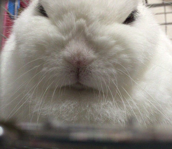 Adorably derpy bunny melts even the most frigid hearts on Japanese ...