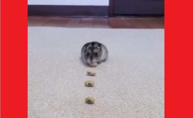 Twitter has “cute competition,” this hamster is winning with amazing ...