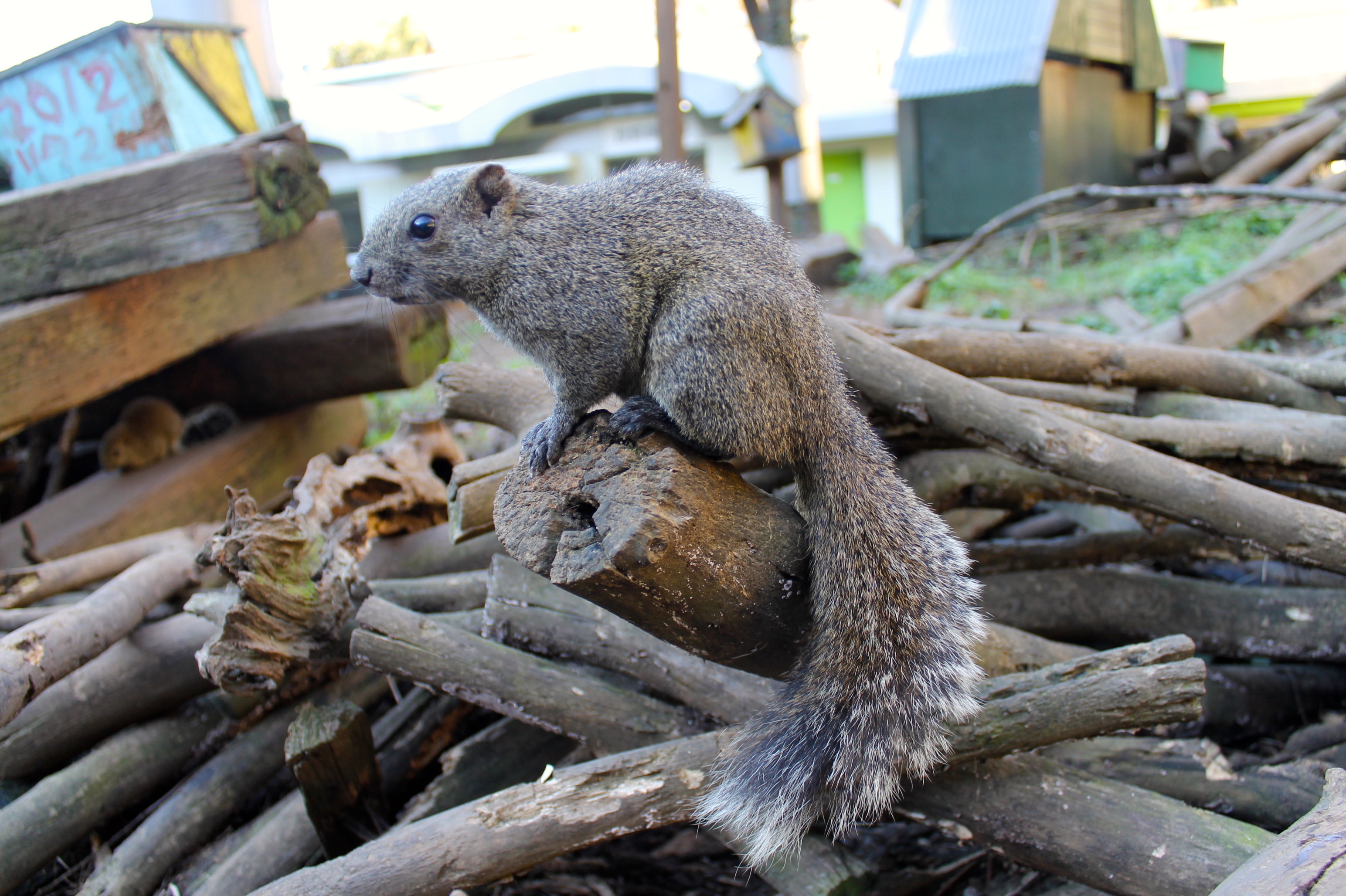 Machida Squirrel Garden: Tokyo’s tiny zoo for equally tiny critters ...