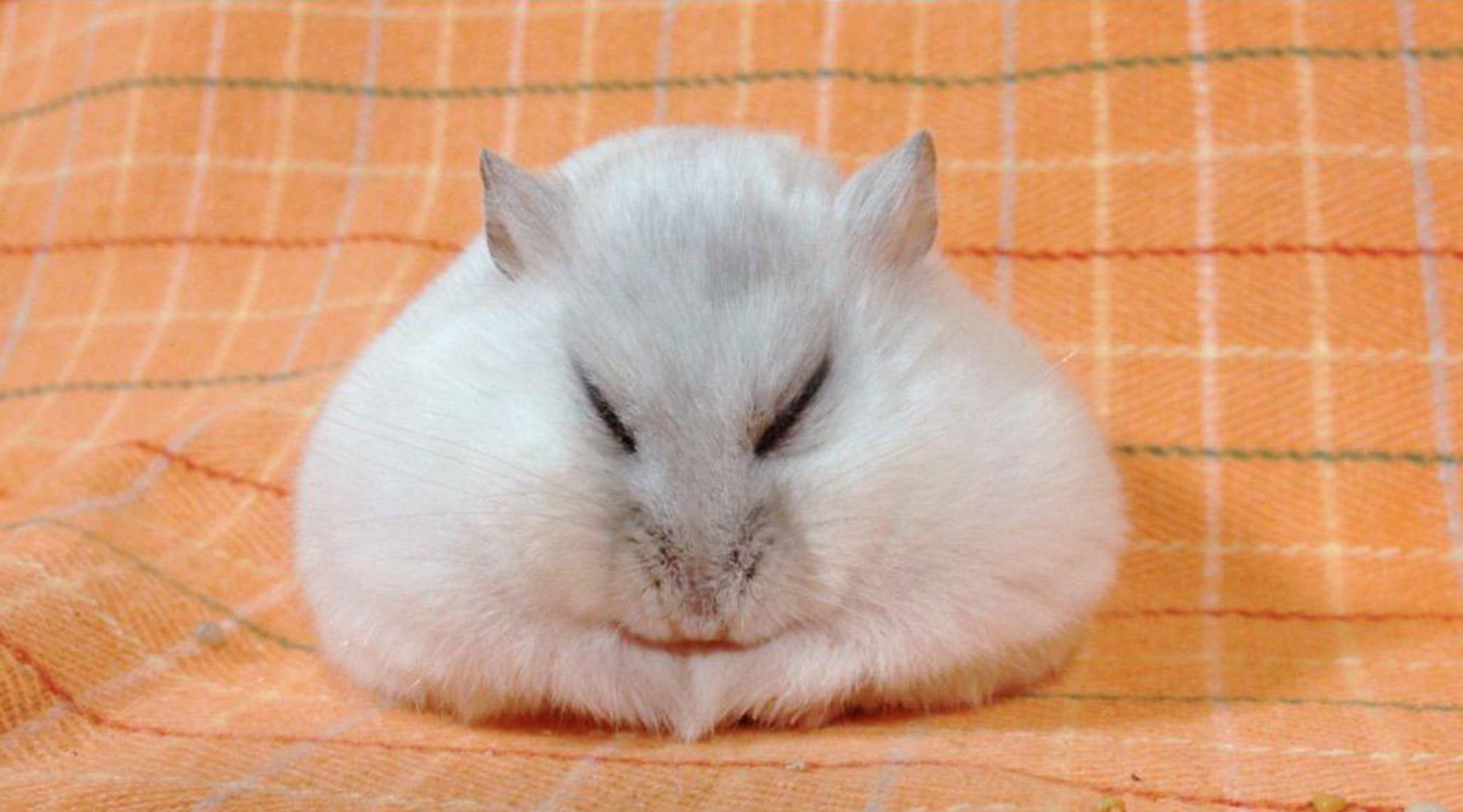 2015: The year Japan fell in love with the hamster 【Photos ...